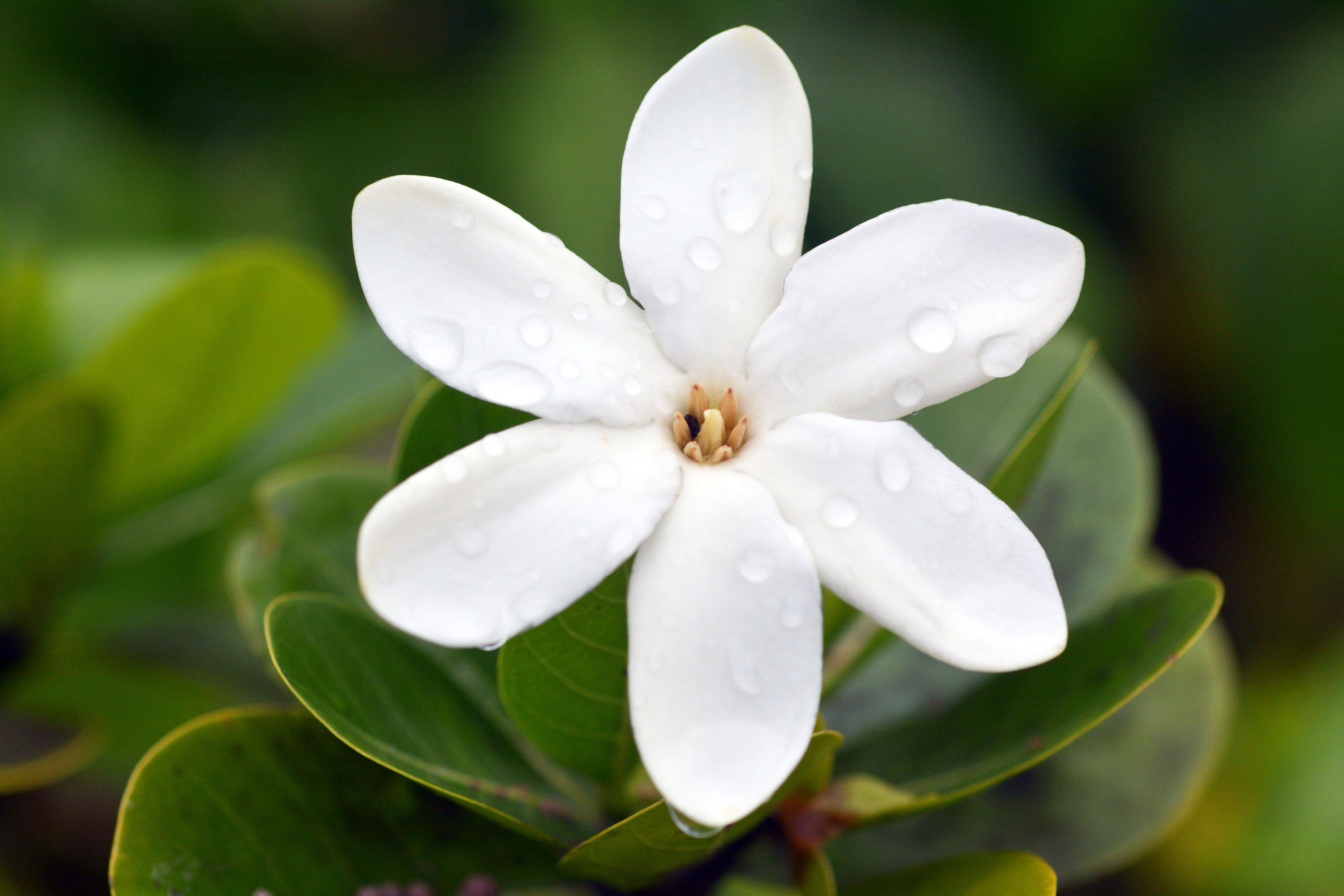 Monoï de Tahiti – South Seas Skin Care